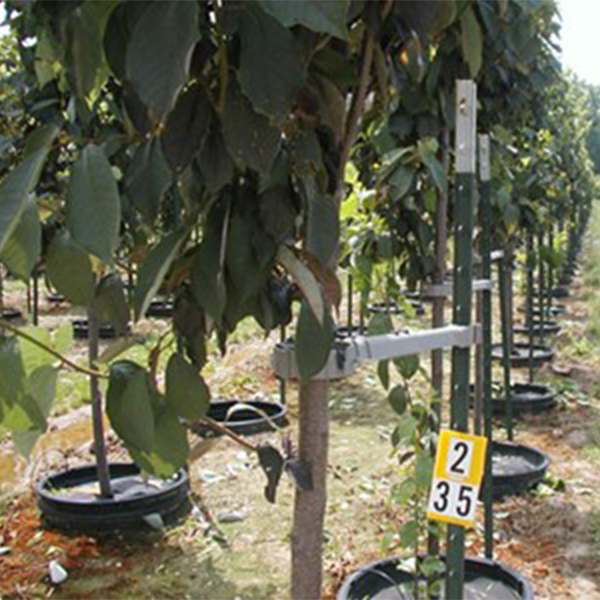 TMO-PRO (Bulk 15-25% Off) – TreeSupports